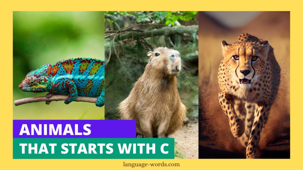 Discover the Amazing 407+ Animals That Start With C