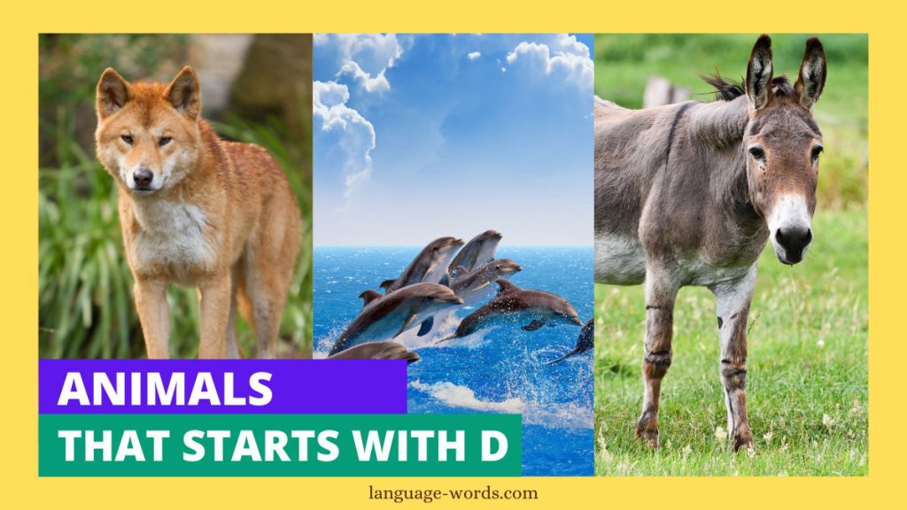 Discover the Diversity: 278+ Animals That Start With D