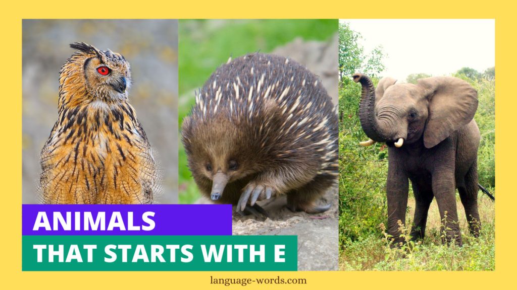 197+ Extraordinary Animals That Begin With the Letter E