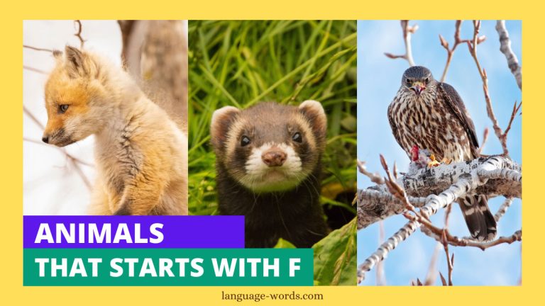 From Ferocious to Friendly: 270+ Discover Fascinating Animals That ...