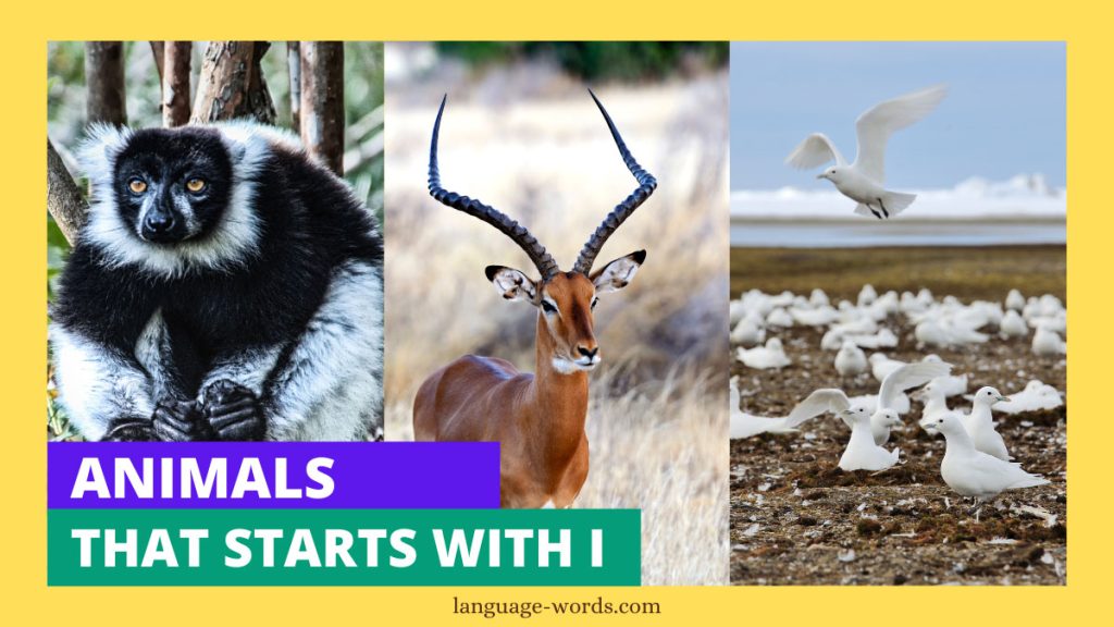 Fascinating Facts About 150+ Animals That Begin With I