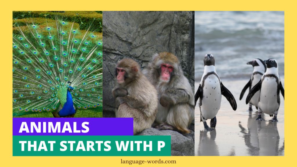 445+ The Peculiar World of Animals That Start With the Letter P