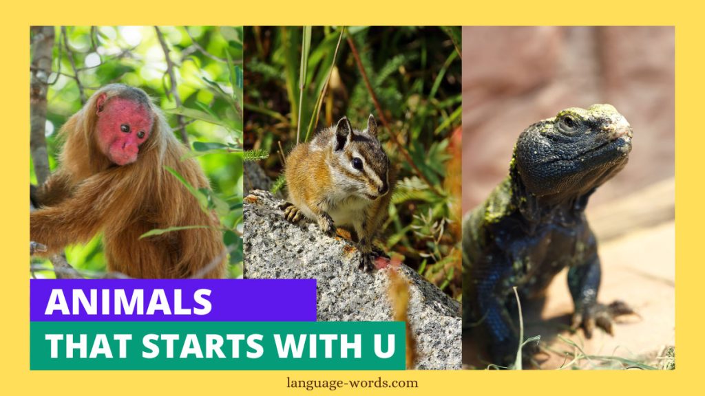 205+ Unique and Unusual Animals Starting With U