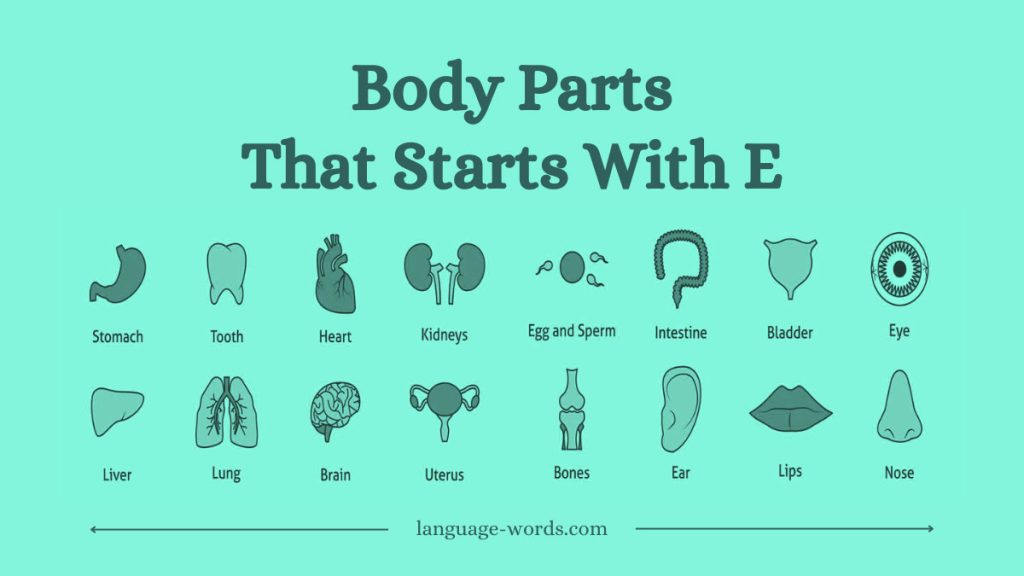 From Ears to Elbows: 19+ Unveiling the Essential Body Parts That Start ...