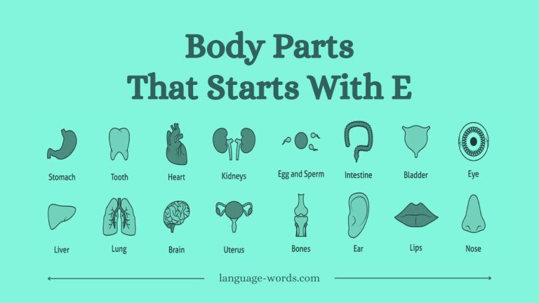 From Ears to Elbows: 19+ Unveiling the Essential Body Parts That Start ...