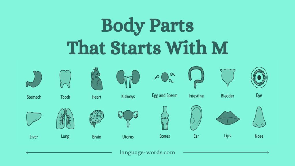 31+ Amazing Body Parts That Start With M