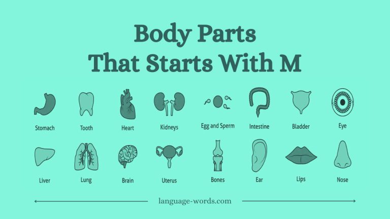 31+ Amazing Body Parts That Start With M
