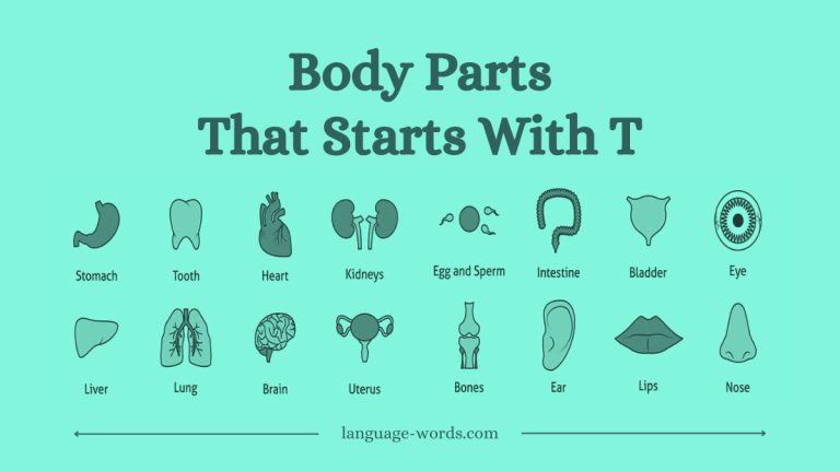 31+ Uncover the Enigmatic Body Parts That Start With T